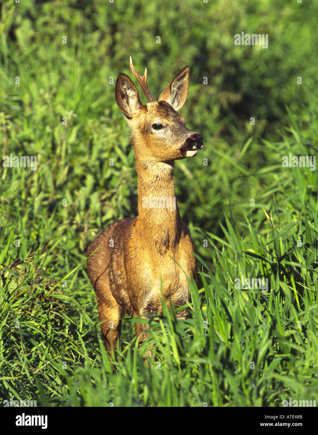roe deer stag early morning on Norfolk farmland england uk Stock Photo ...