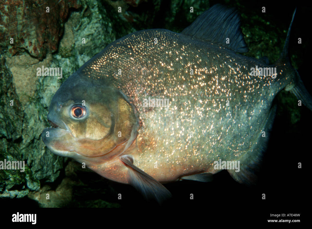 Piranha Serrasalmus sp Stock Photo - Alamy
