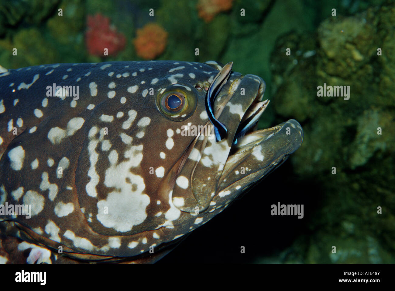 Queensland grouper Epinephelus lanceolatus being cleaned Stock Photo ...