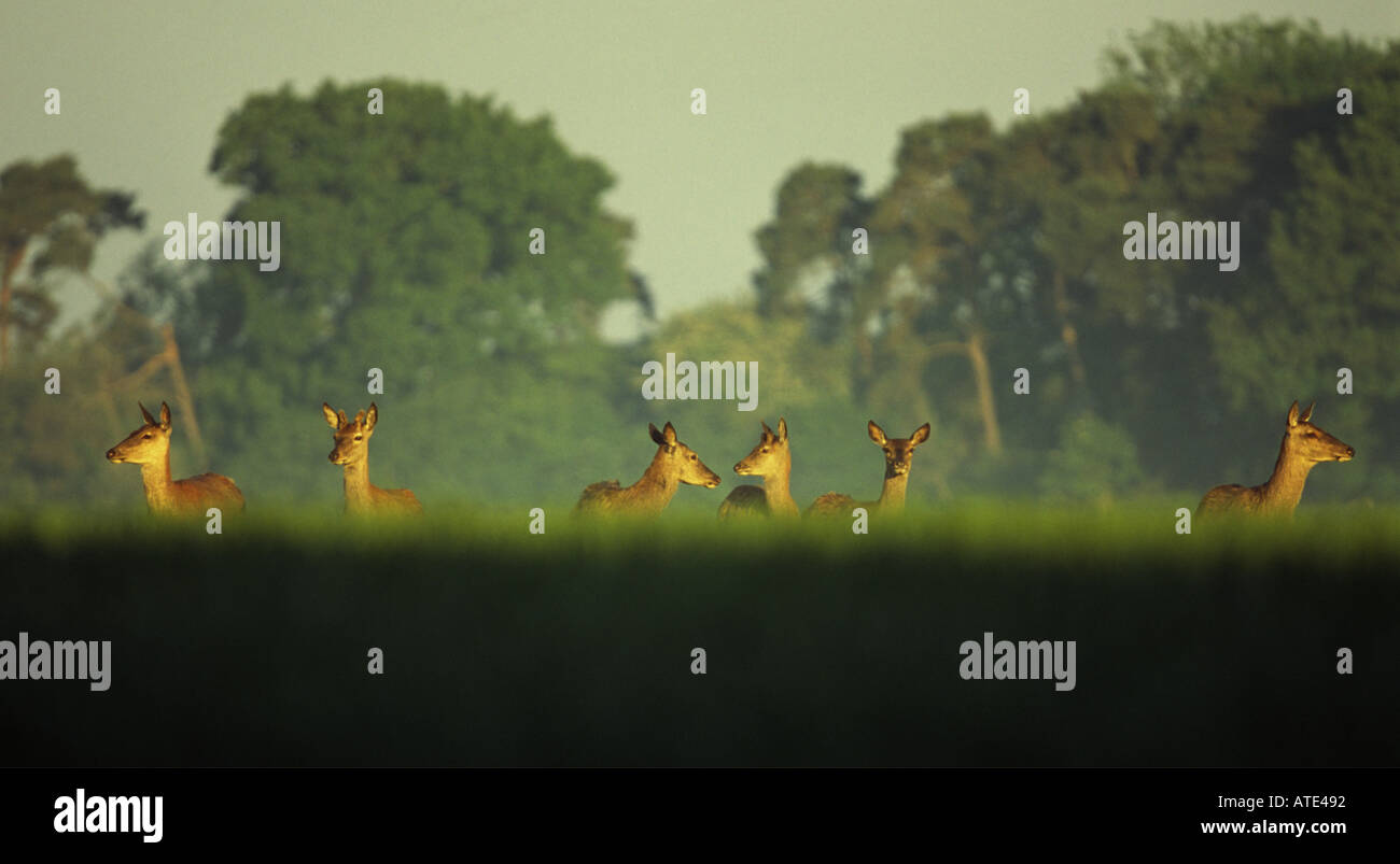 a herd of red deer on norfolk farmland Stock Photo - Alamy