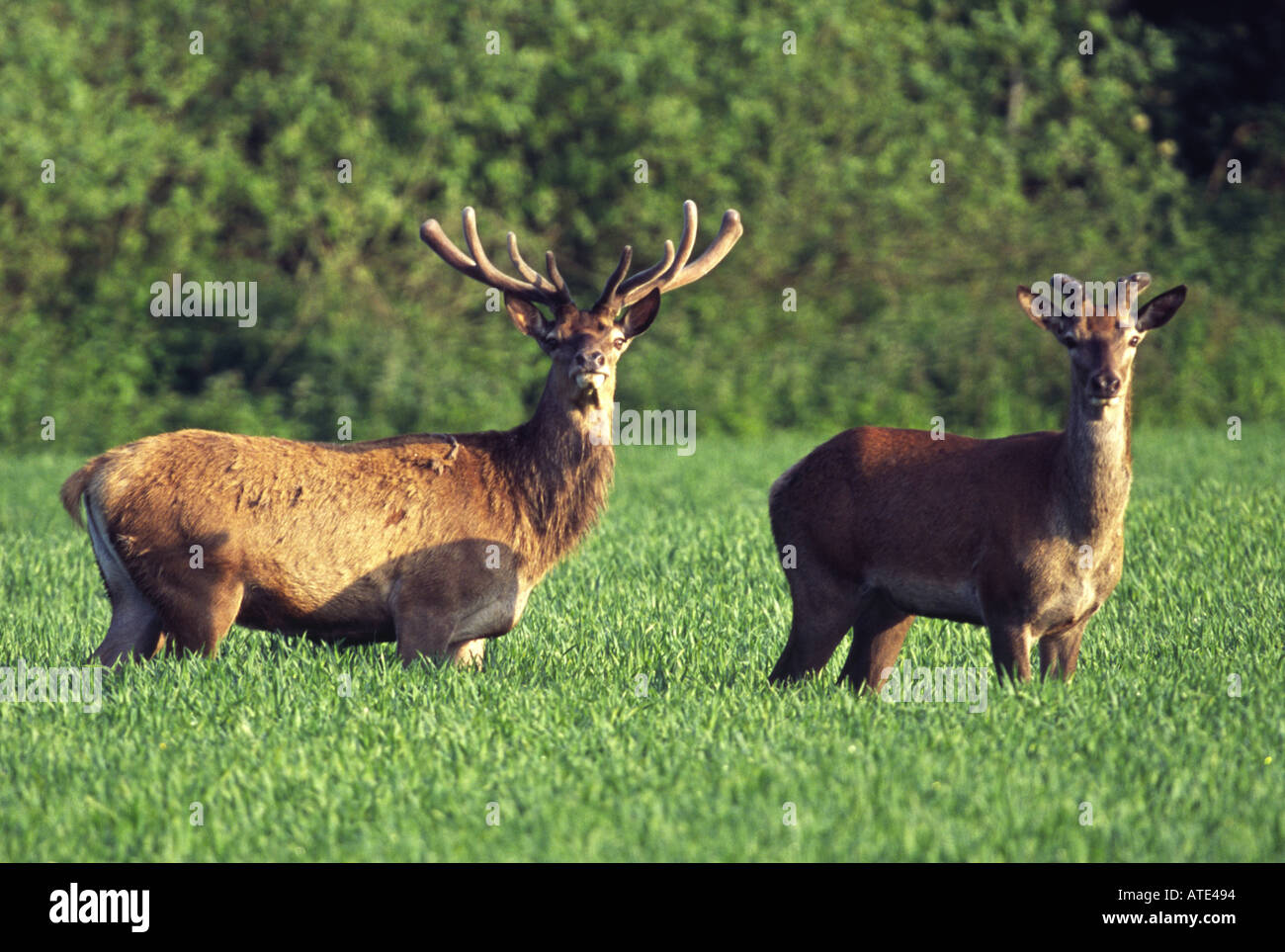 Farm deer herd hi-res stock photography and images - Alamy