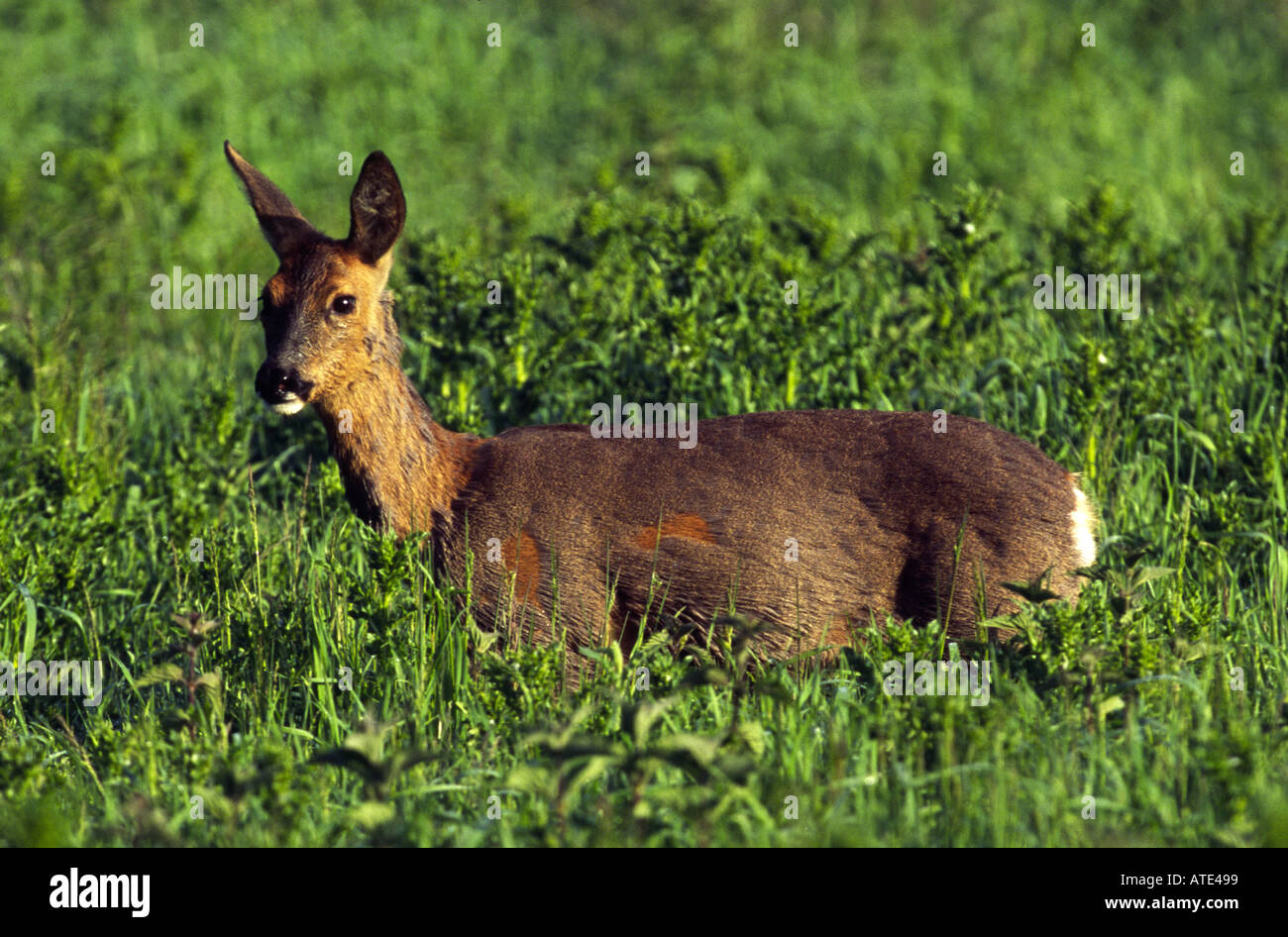 female roe deer doe on norfolk farmland early morning in may Stock ...