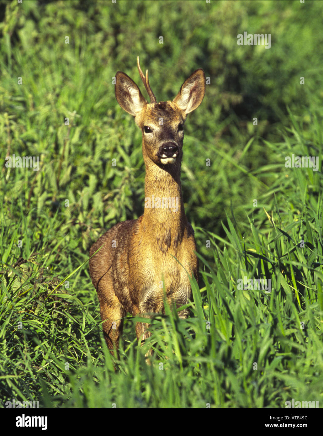 Uk england norfolk roe deer hi-res stock photography and images - Alamy