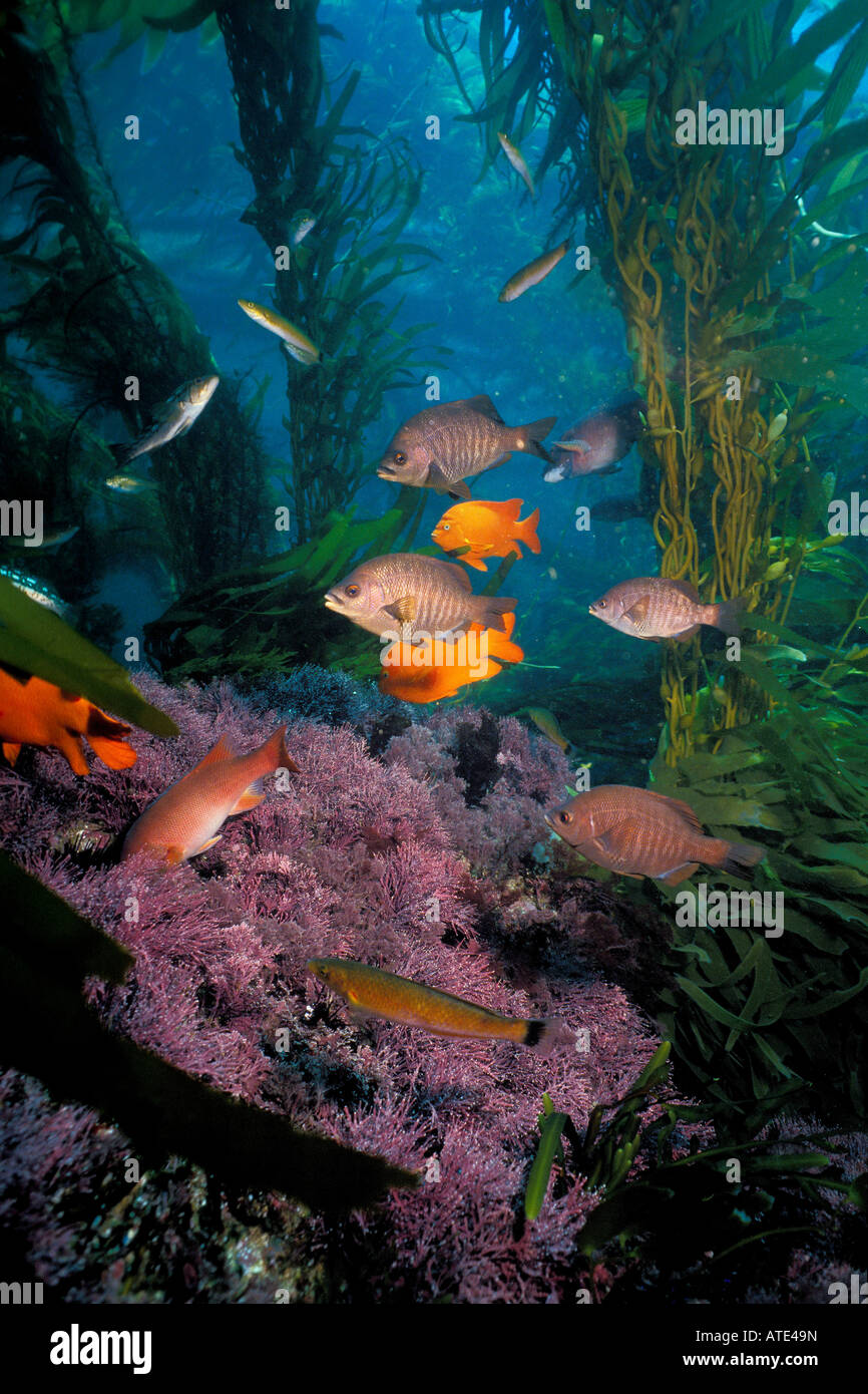 Embiotoca jacksoni hi-res stock photography and images - Alamy