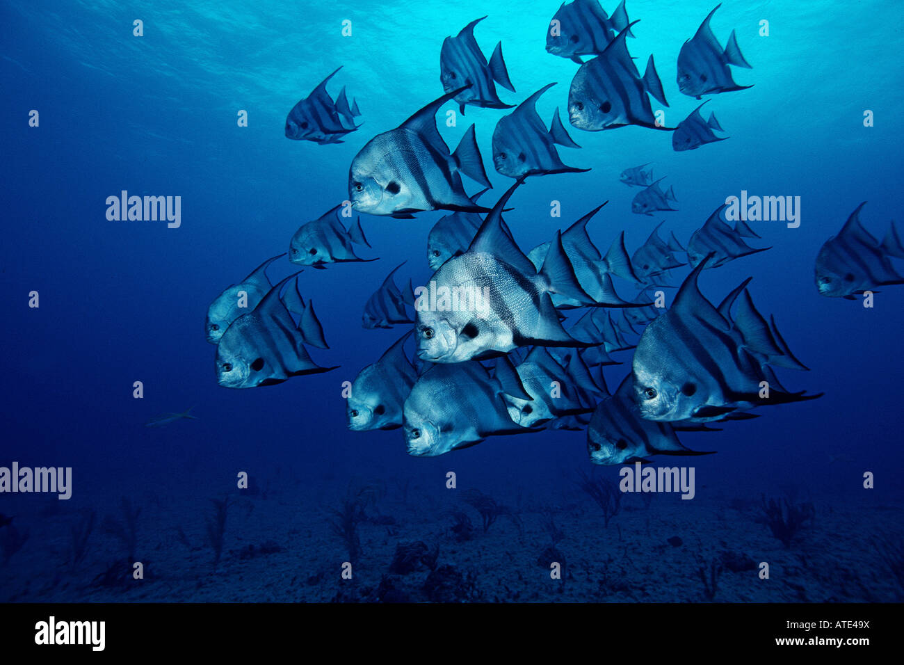 Atlantic spadefish Chaetodipterus faber Stock Photo - Alamy