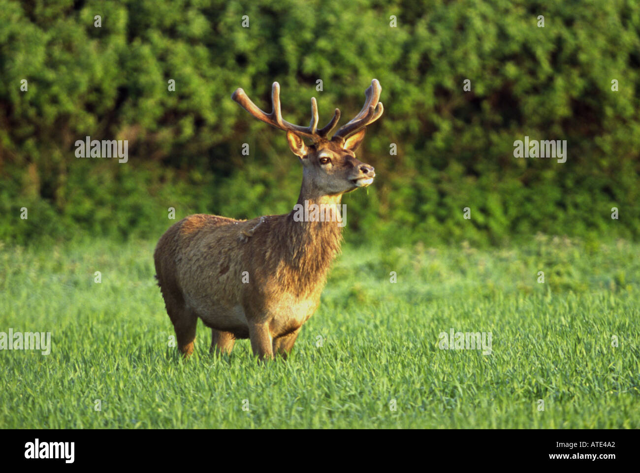 red deer stag on norfolk farmland early morning may Stock Photo - Alamy