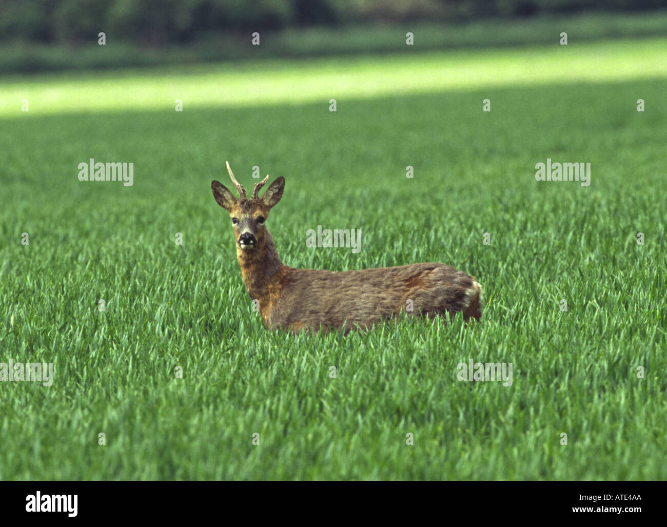 Roe deer stag hi-res stock photography and images - Alamy