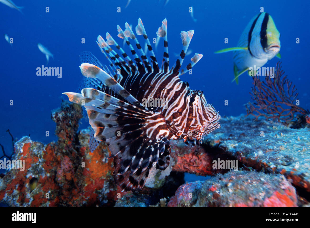 Common lionfish Pterois volitans Florida Atlantic Ocean Stock Photo - Alamy