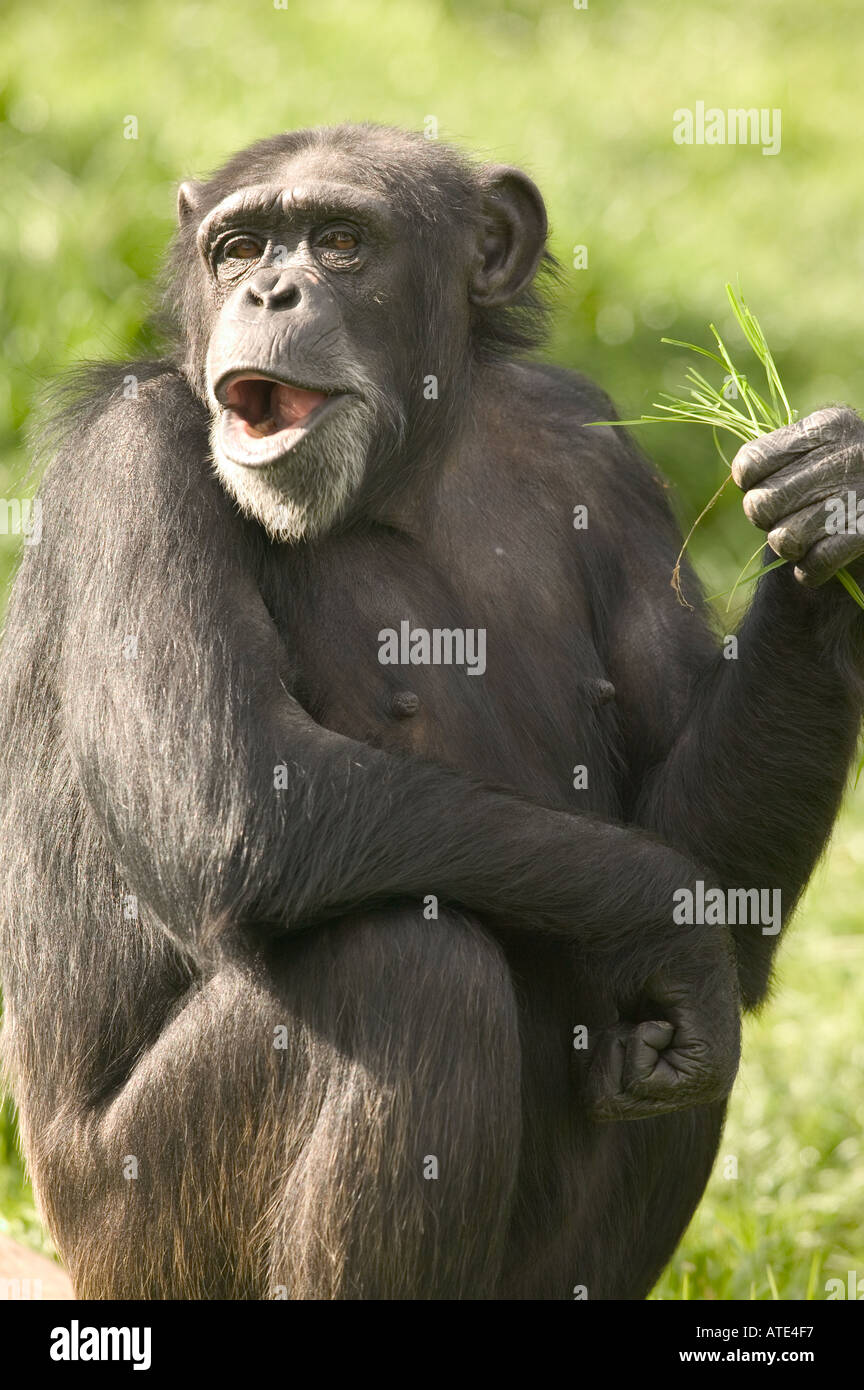 Chimp laughing hi-res stock photography and images - Alamy