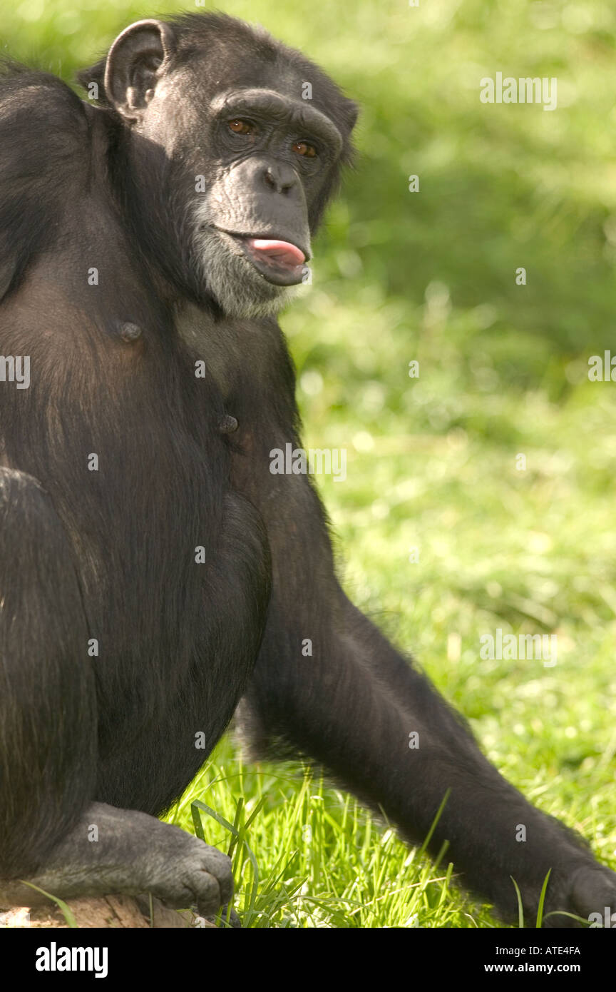 Funny chimp hi-res stock photography and images - Alamy