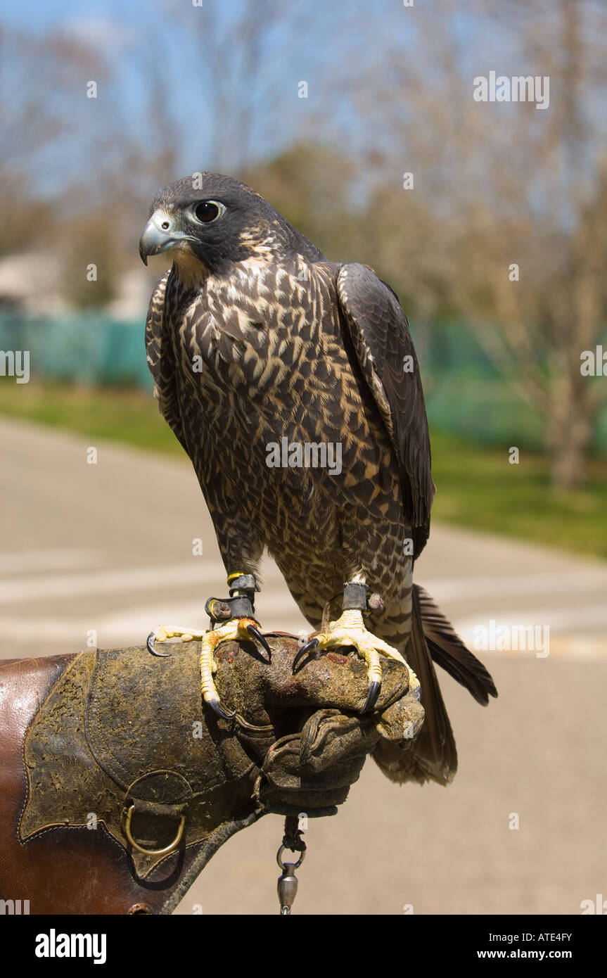 Falcon train hi-res stock photography and images - Alamy