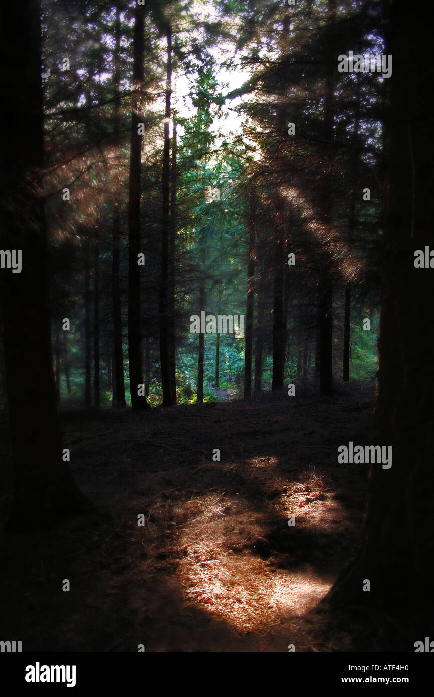 dramatic trees with light penetrating throught Stock Photo - Alamy