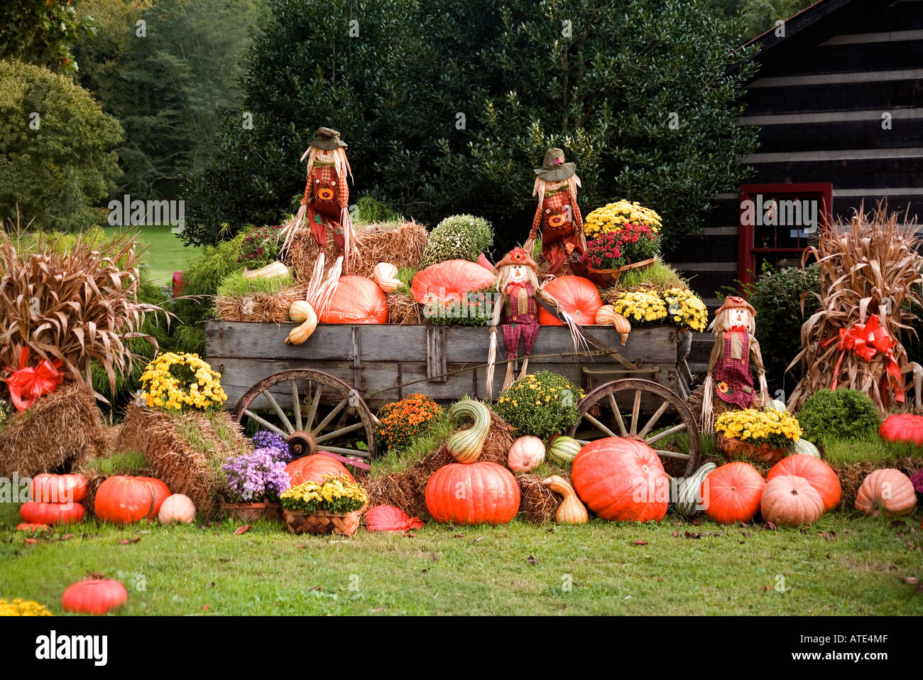 Pumpkin display for Halloween Stock Photo - Alamy