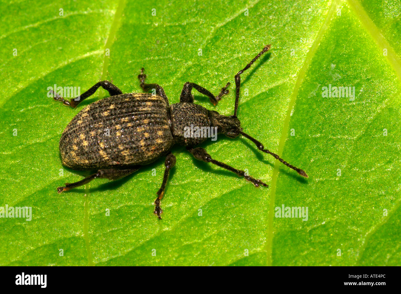 Black vine weevil hi-res stock photography and images - Alamy