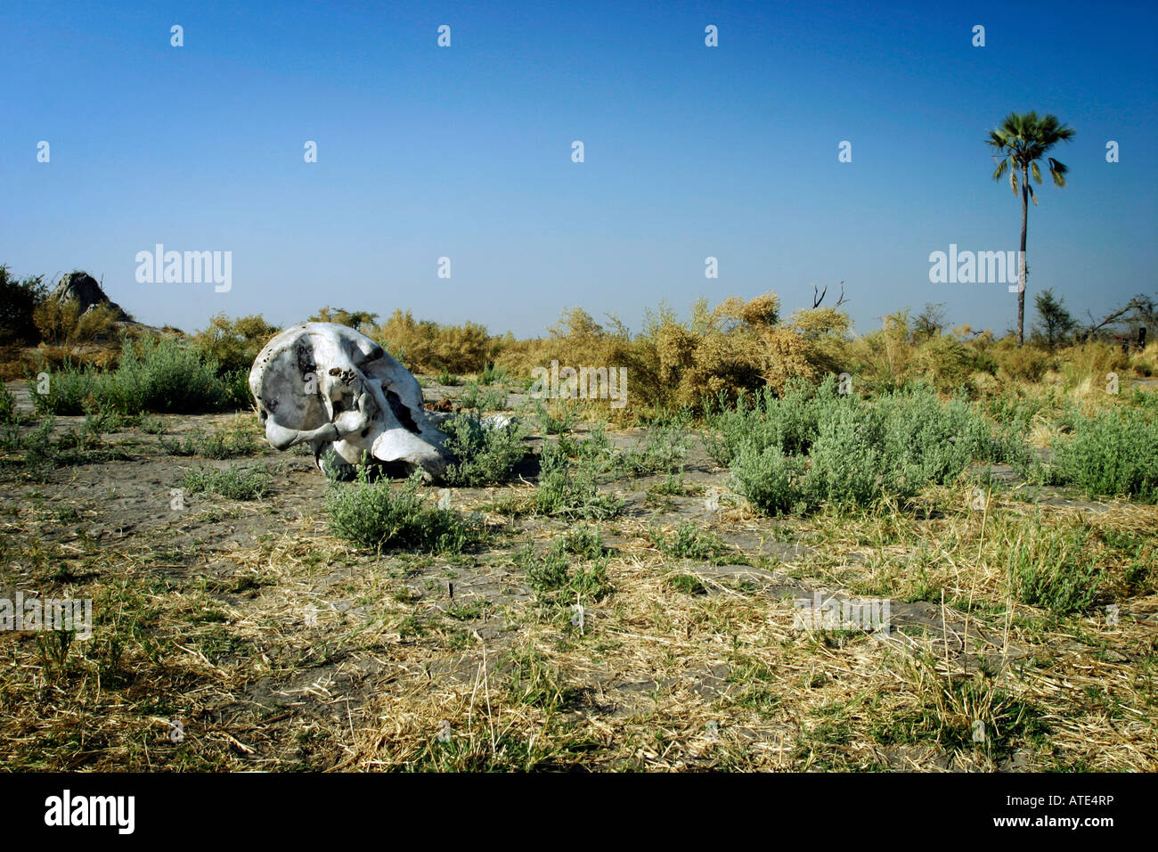 Elephant death hi-res stock photography and images - Alamy