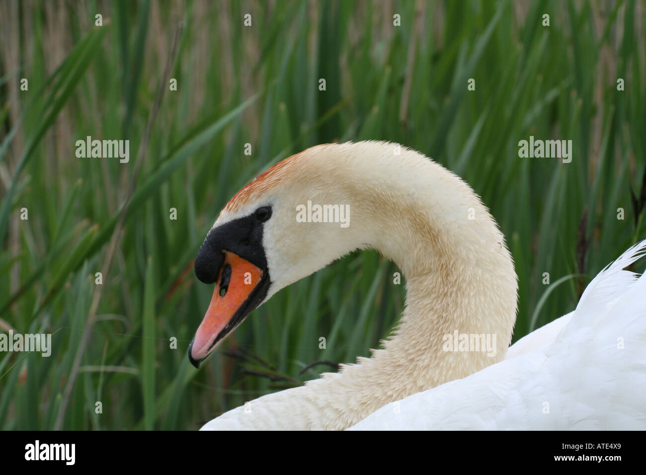 Mute Swan adult head and neck Stock Photo - Alamy