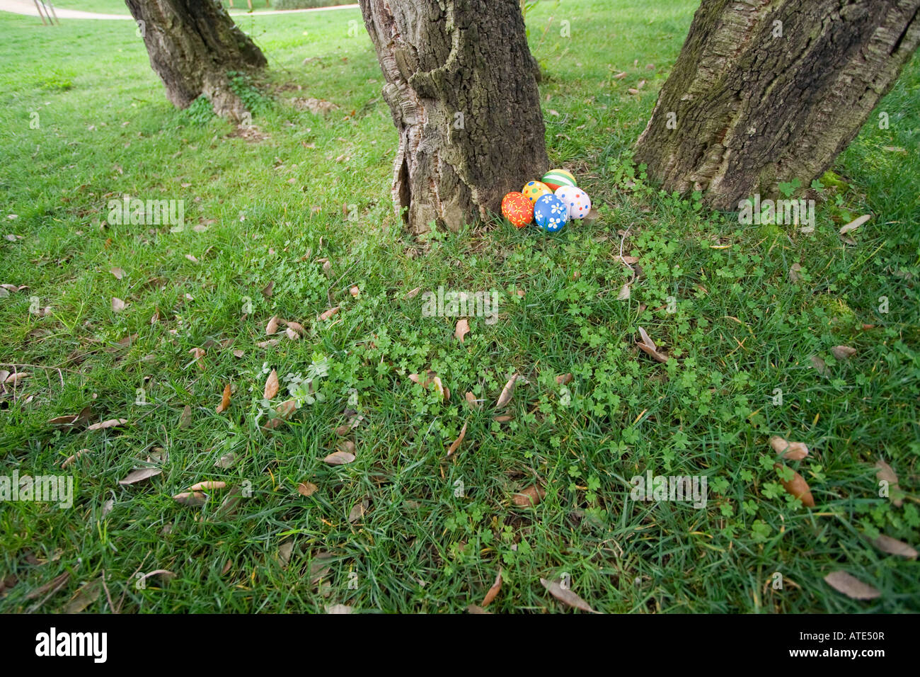 Easter eggs hidden behind a tree trunk for the hunt game /// hiding egg ...
