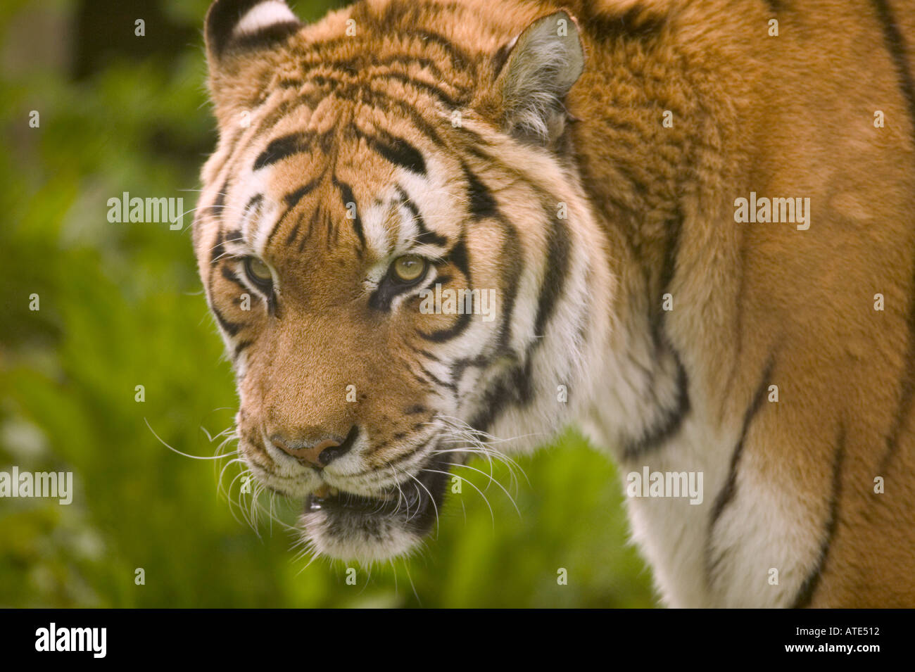 Bengal tiger stalking grass hi-res stock photography and images - Alamy