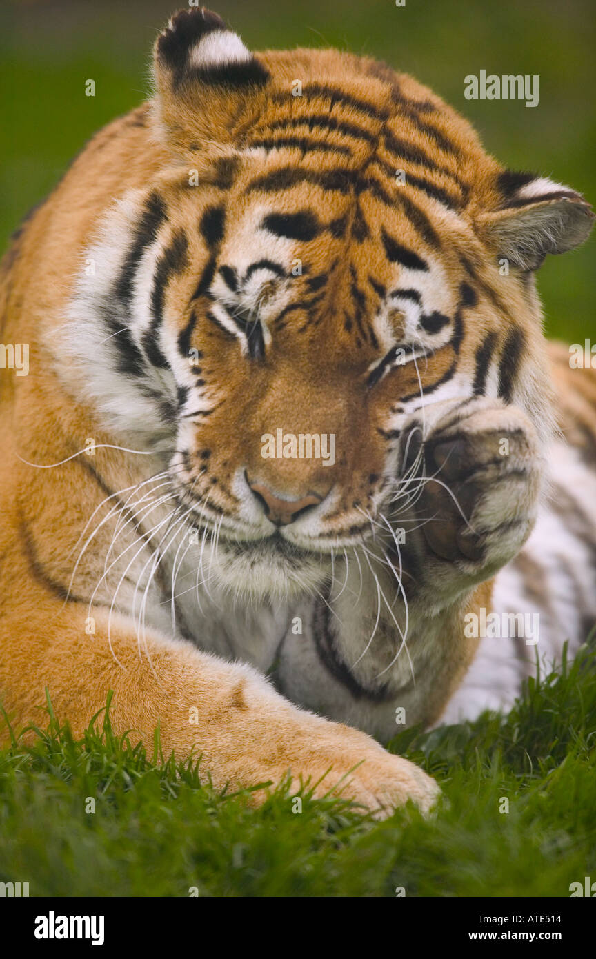 Tiger grooming peacefully sctatching Stock Photo - Alamy