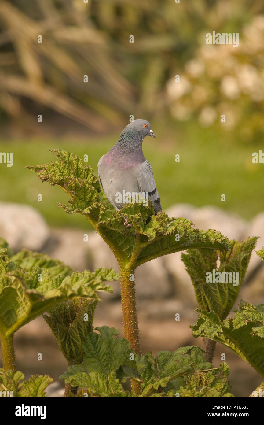 Rockbird hi-res stock photography and images - Alamy