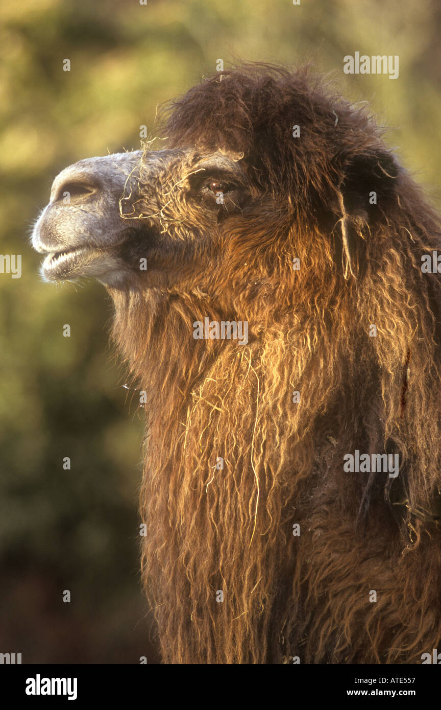 Hairy camel hi-res stock photography and images - Alamy
