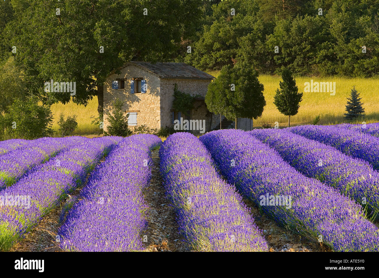 Farm house in Provence, France Stock Photo - Alamy