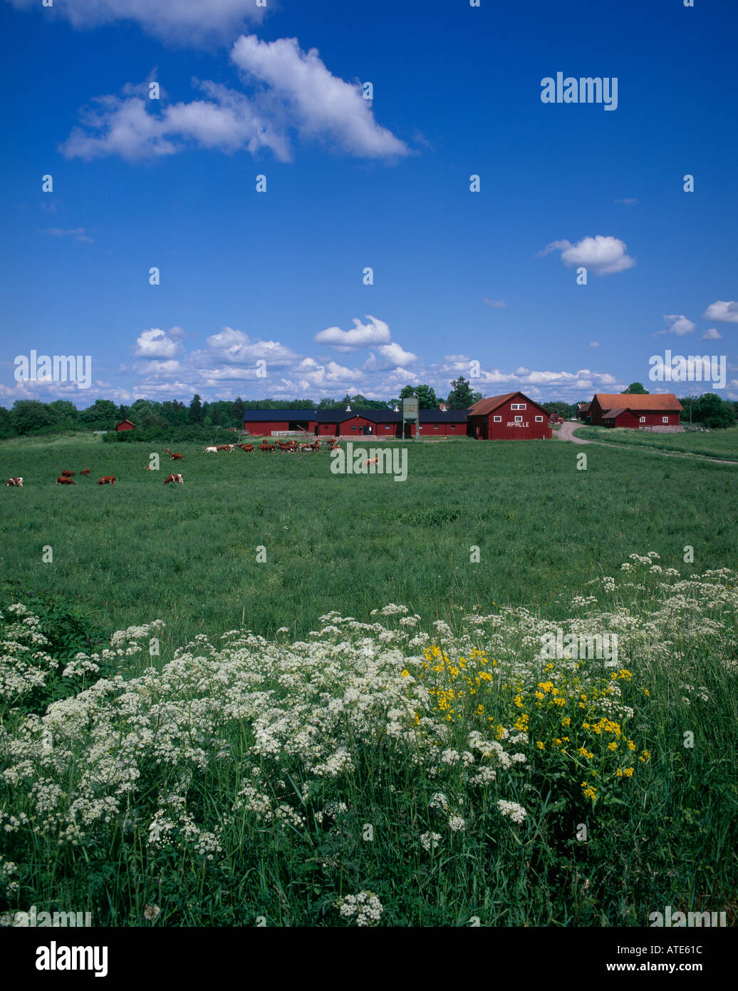Swedish farm hi-res stock photography and images - Alamy