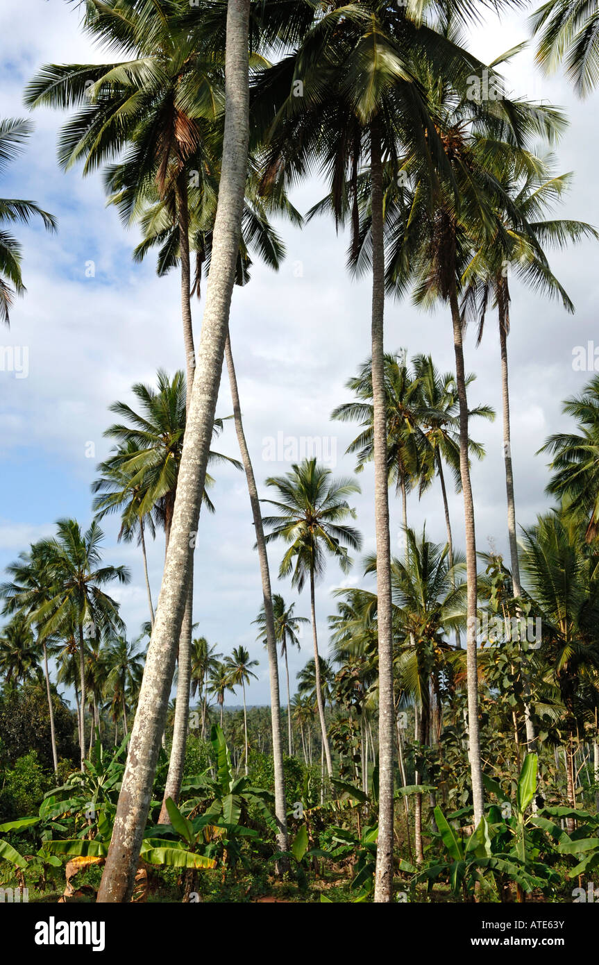 Coconut Palm (Cocos nucifera) forest Stock Photo - Alamy