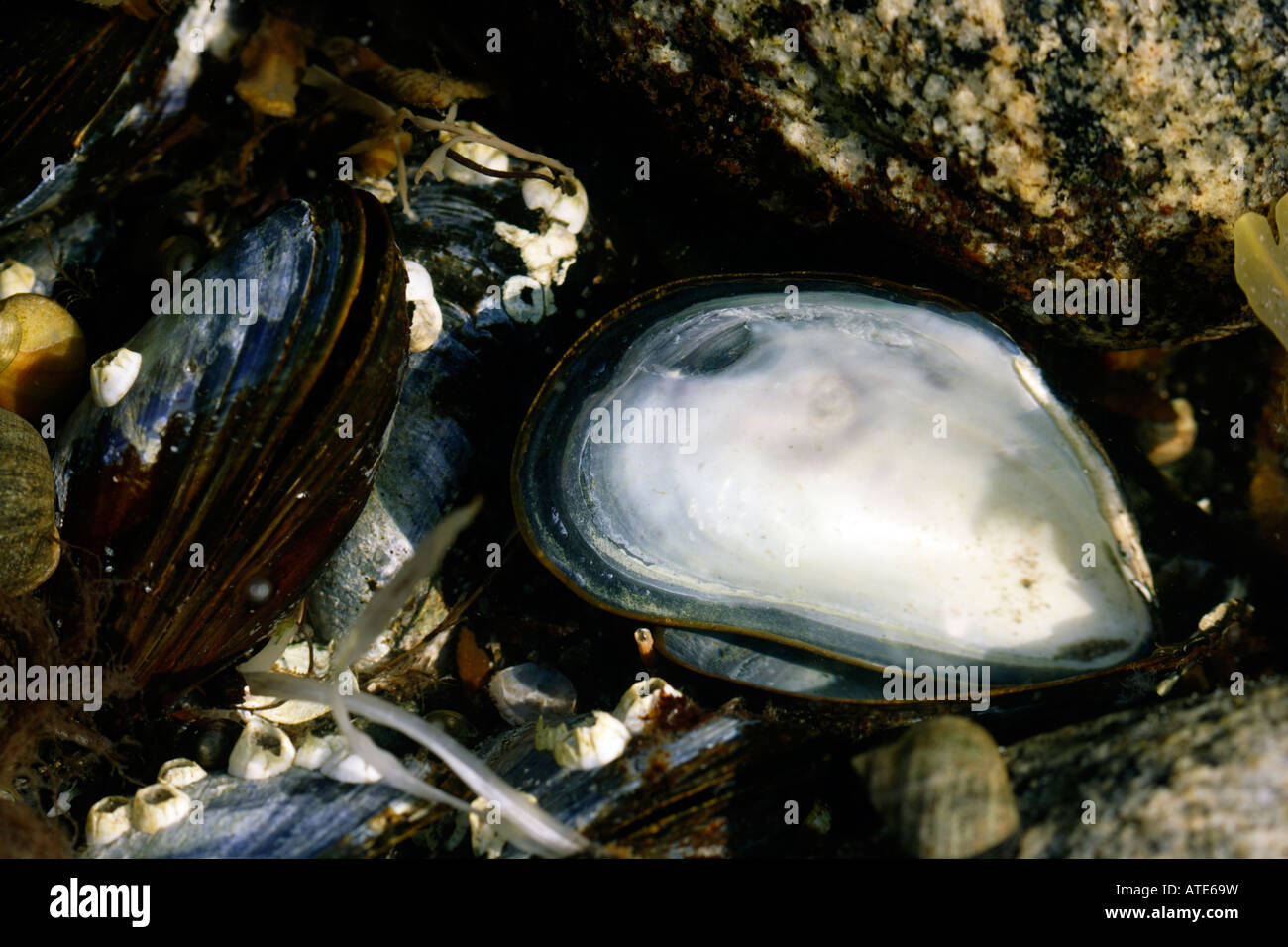 Mussel bar sweden hi-res stock photography and images - Alamy