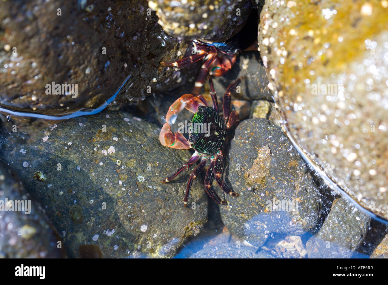 small oceanic crab at santa cruz island, california Stock Photo - Alamy