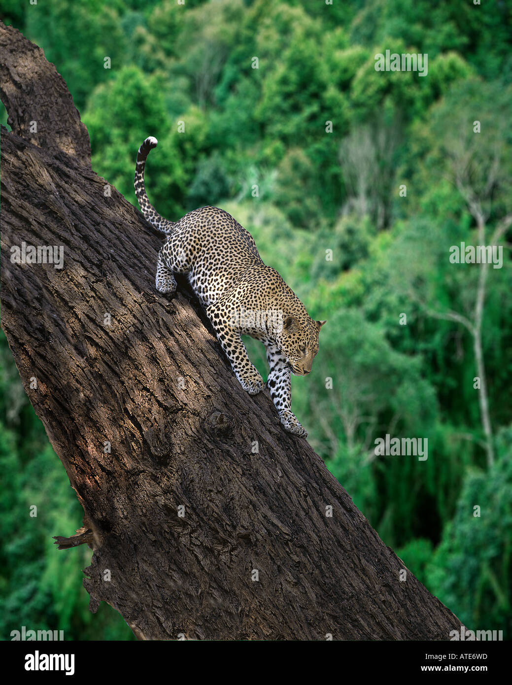 African leopard climbing down tree hi-res stock photography and images ...