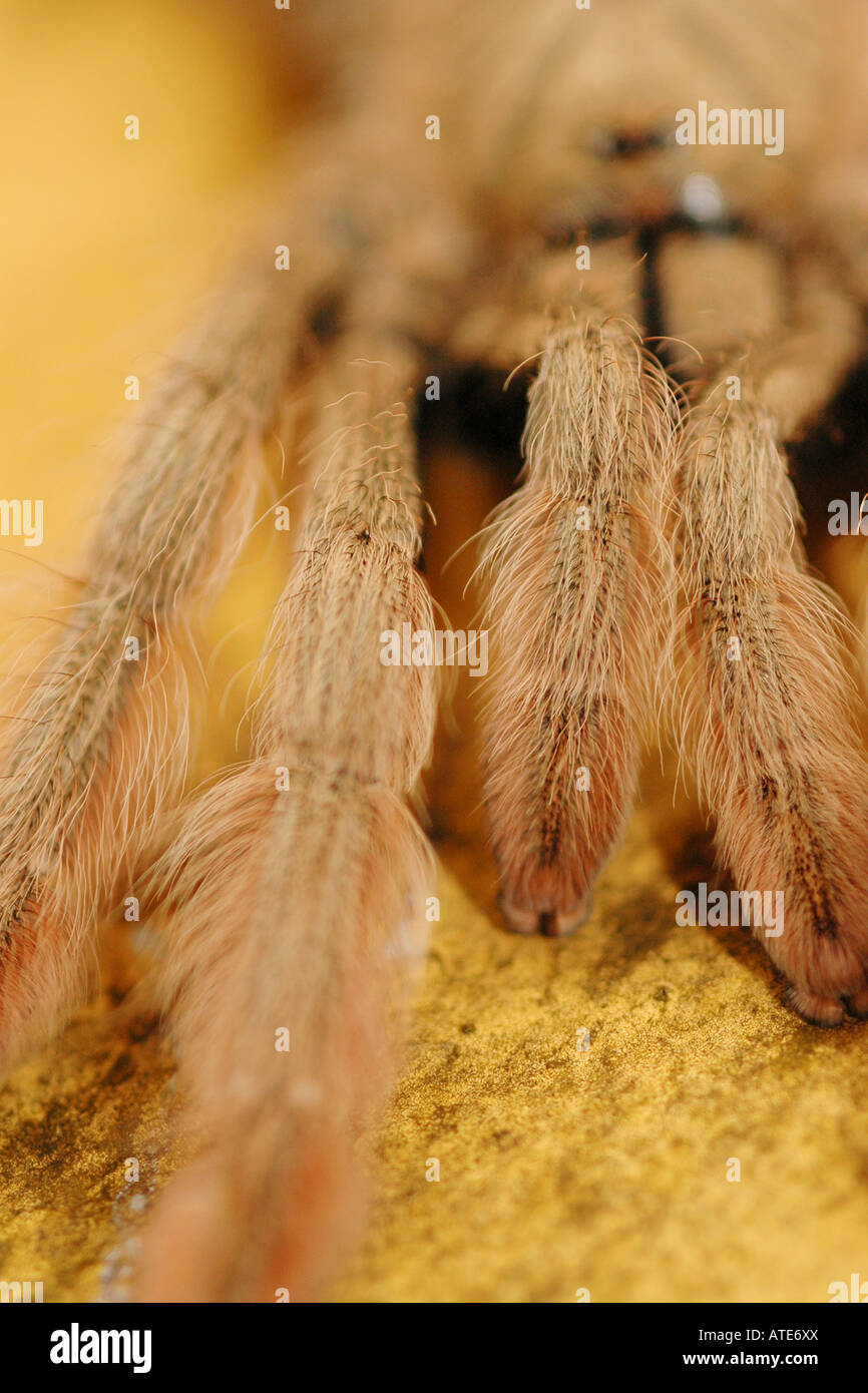 Tarantula, Soberania National Park, Panama Stock Photo - Alamy