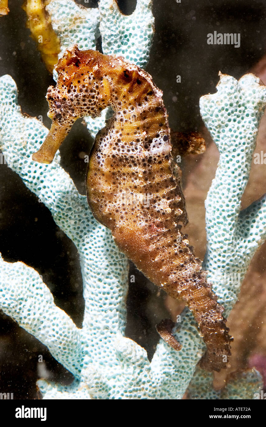 Giant seahorse Hippocampus sp Stock Photo - Alamy