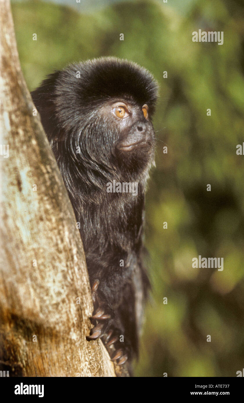 Goeldi's Marmoset Callimico goeldii Stock Photo - Alamy