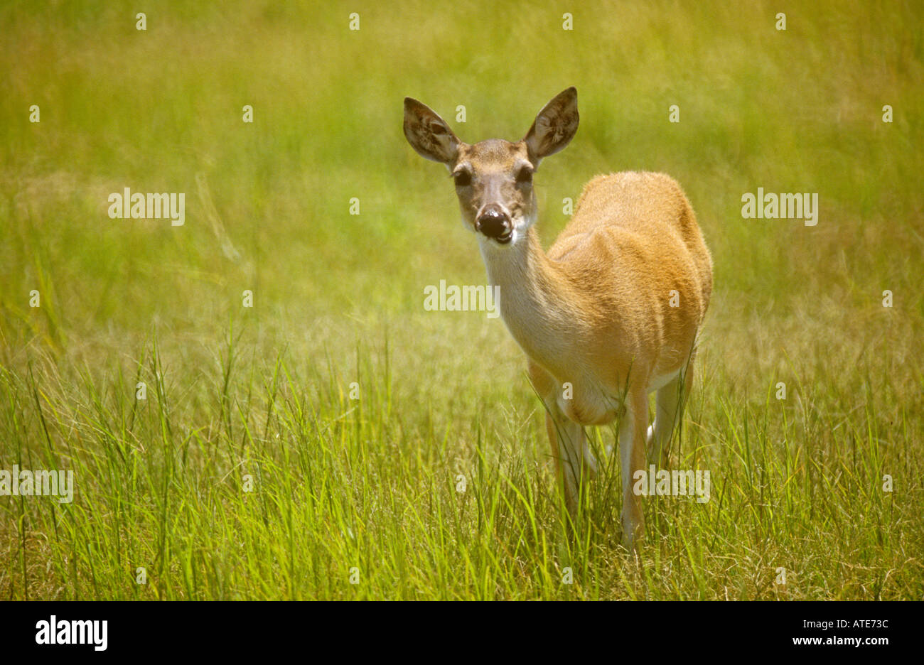 Deer chewing grass showing sideways movement of jaw "New Mexico" USA ...