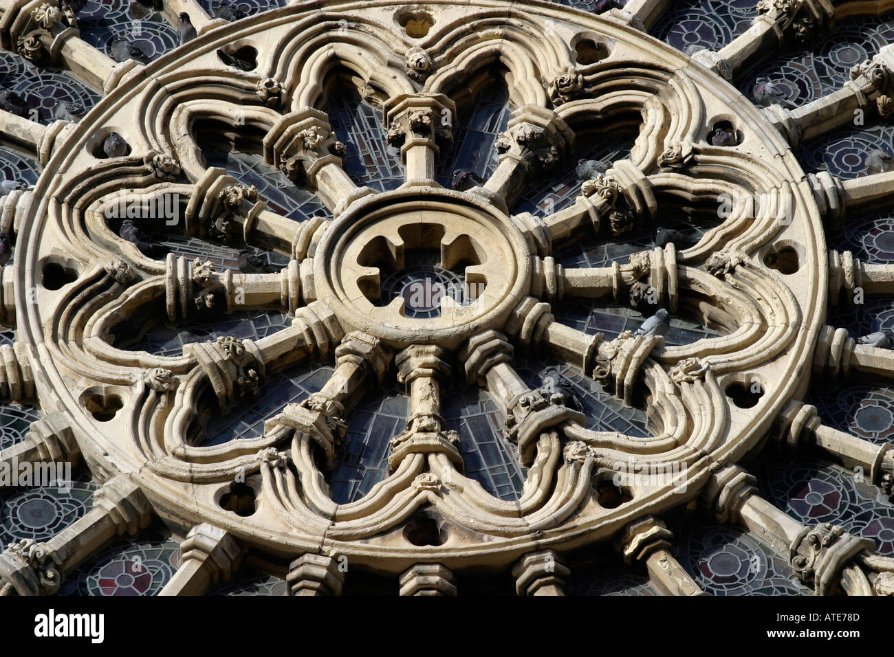 Rose of york hi-res stock photography and images - Alamy
