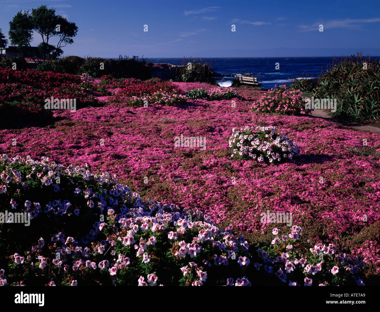 Pacific Grove on the Monterey Peninsula of California showing the ...