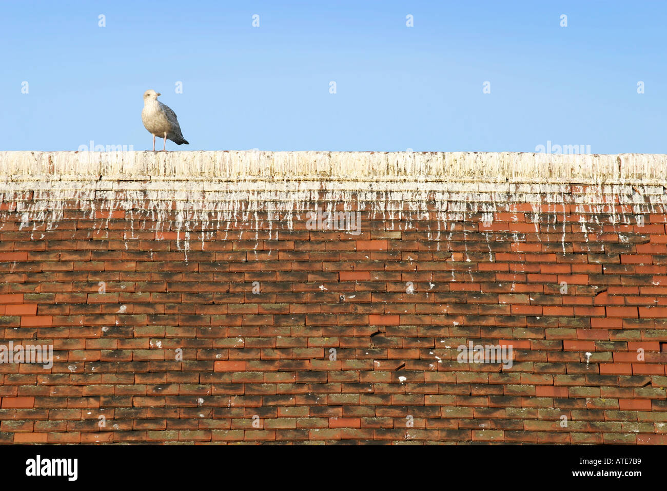 Bird droppings on rooftop in Scarborough Stock Photo - Alamy