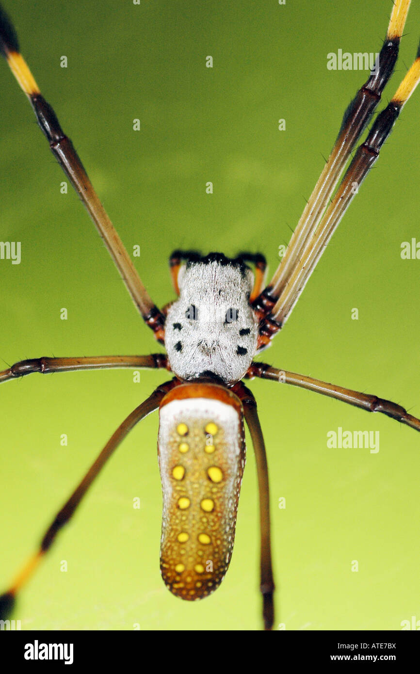 Female golden silk orb-weaver ( genus Nephila ) ( Golden web, Golden ...