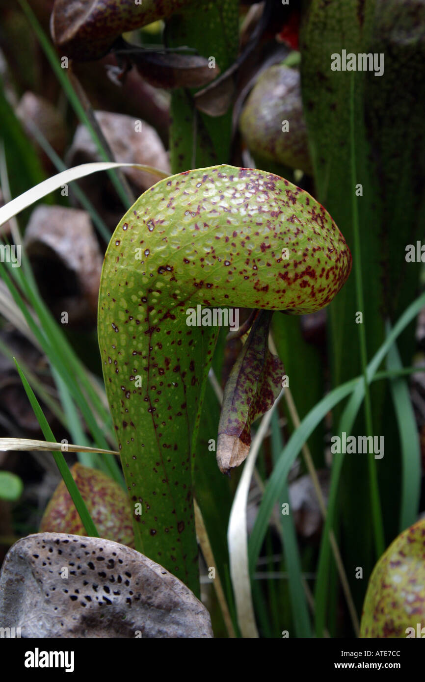 Cobra lily or pitcher plant also known as Darlingtonia californica ...