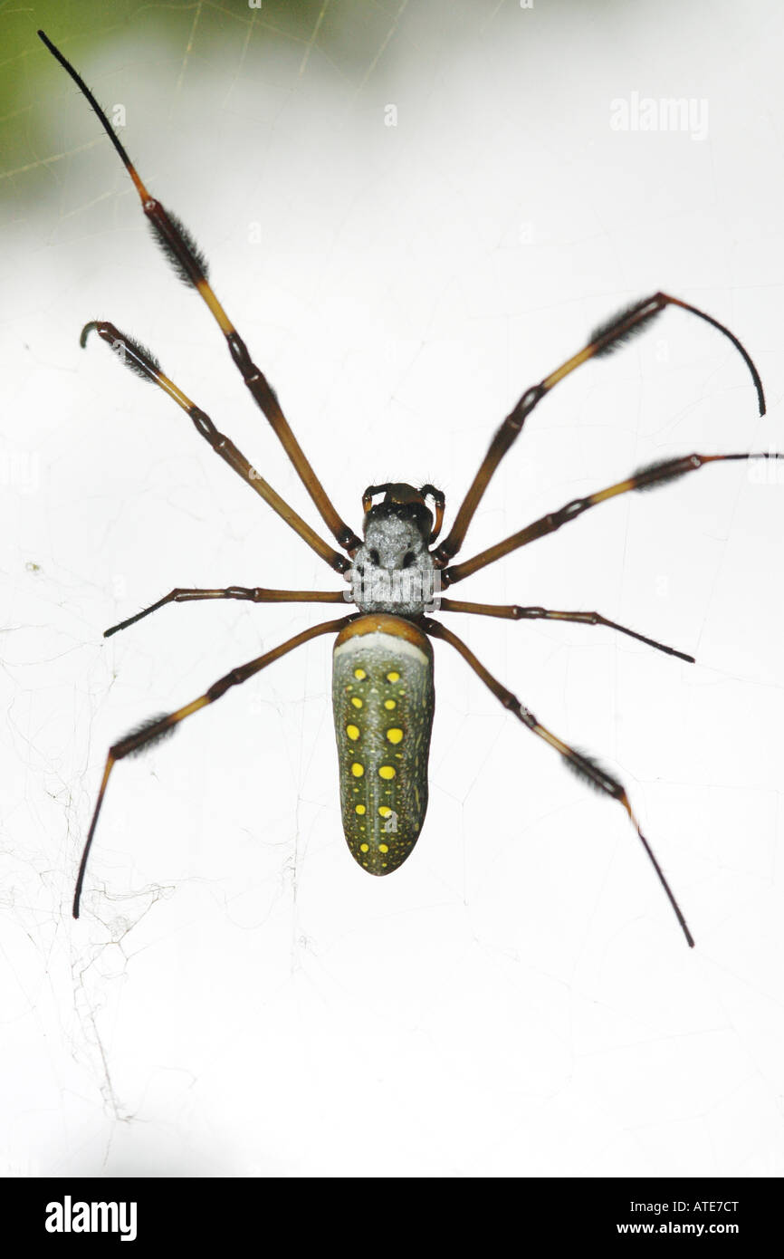 Female golden silk orb-weaver ( genus Nephila ) ( Golden web, Golden ...