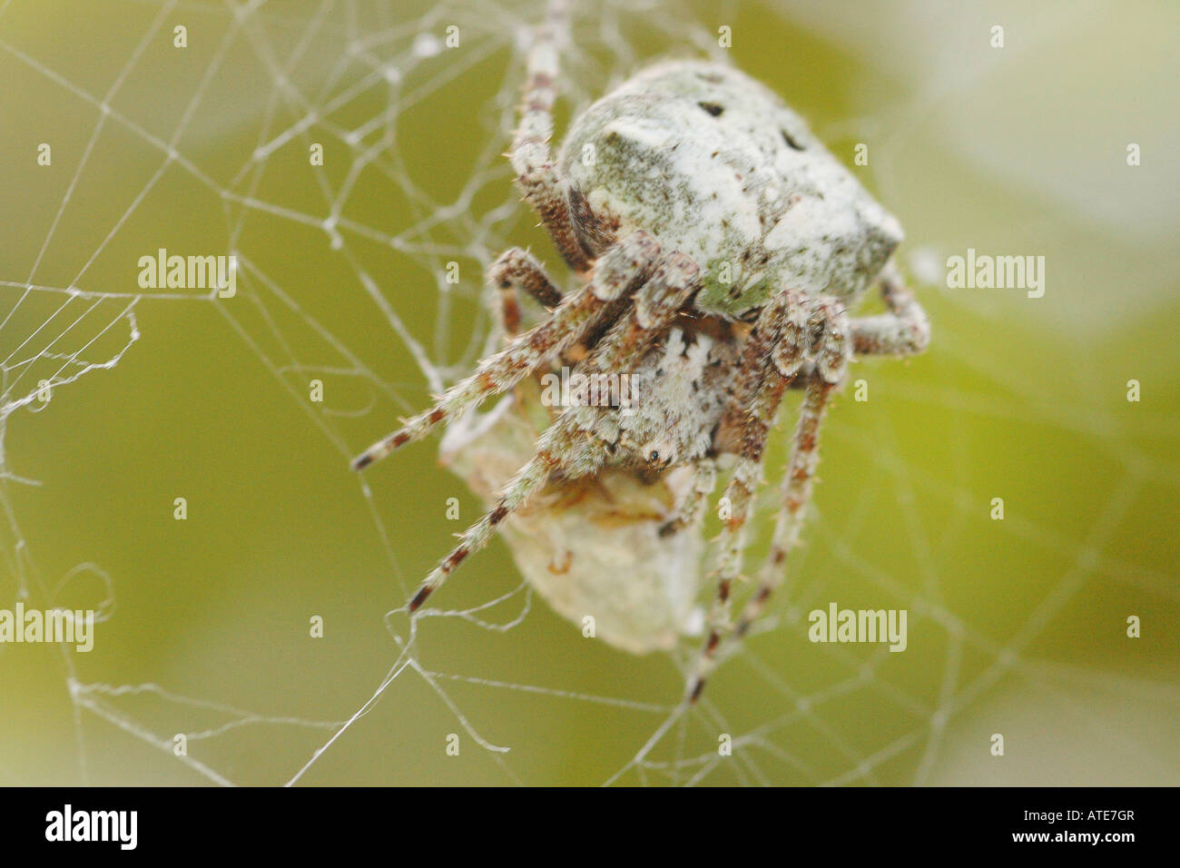 Unique spider with captured prey, Soberania National Park, Panama Stock ...