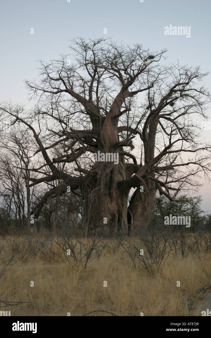 Upside down tree south africa hi-res stock photography and images - Alamy