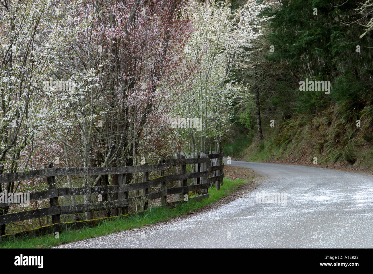 Flowering trees line a country road in Oregon Stock Photo - Alamy