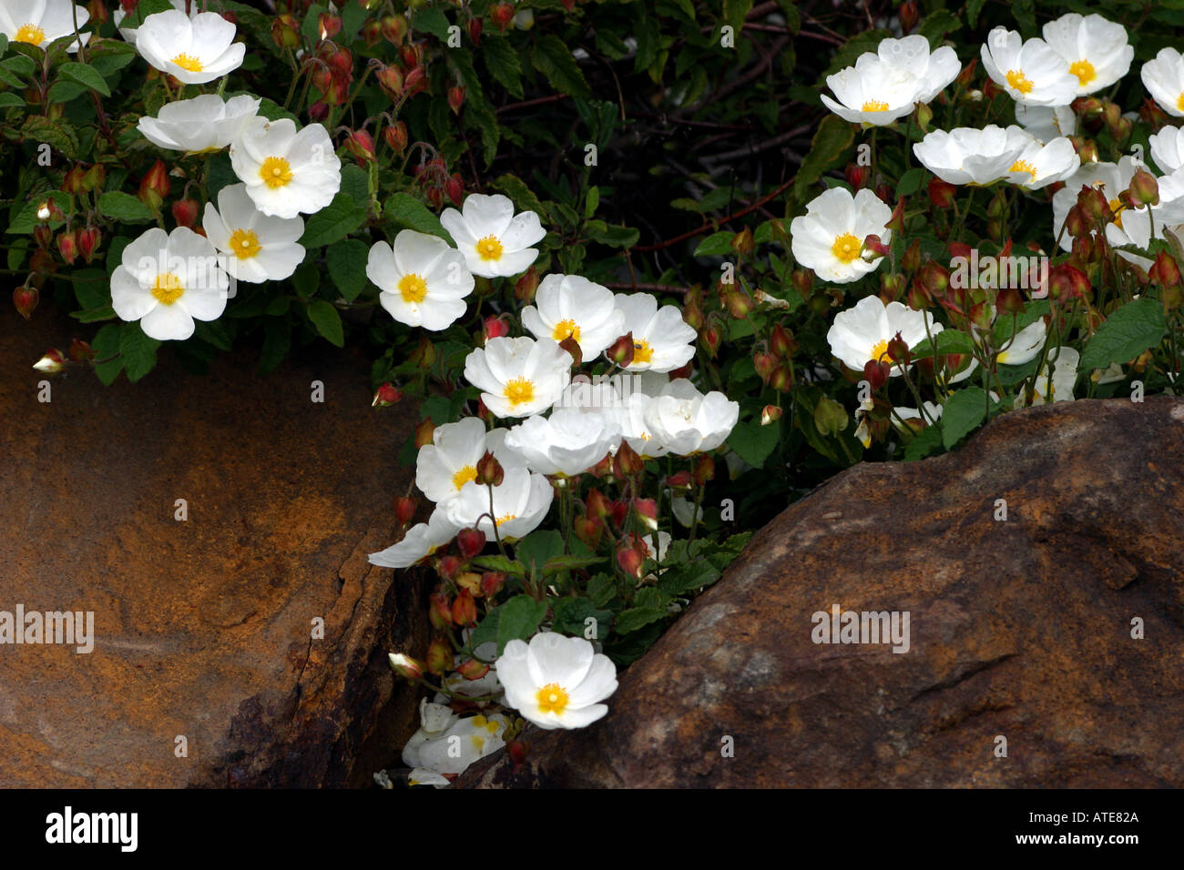 Garden with white roses hi-res stock photography and images - Alamy