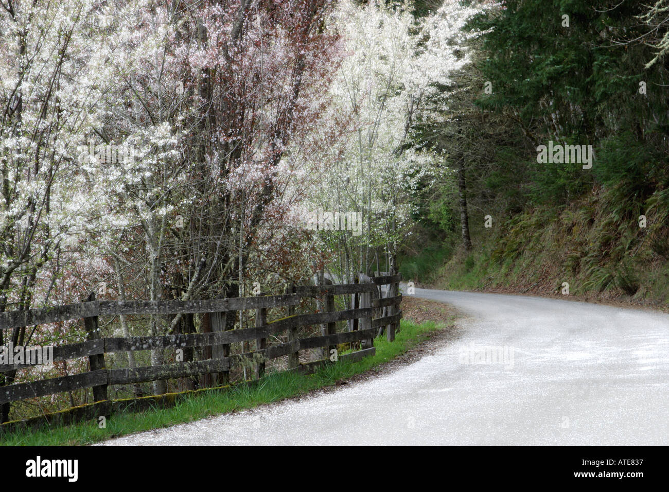 Flowering trees line a country road in Oregon Stock Photo - Alamy