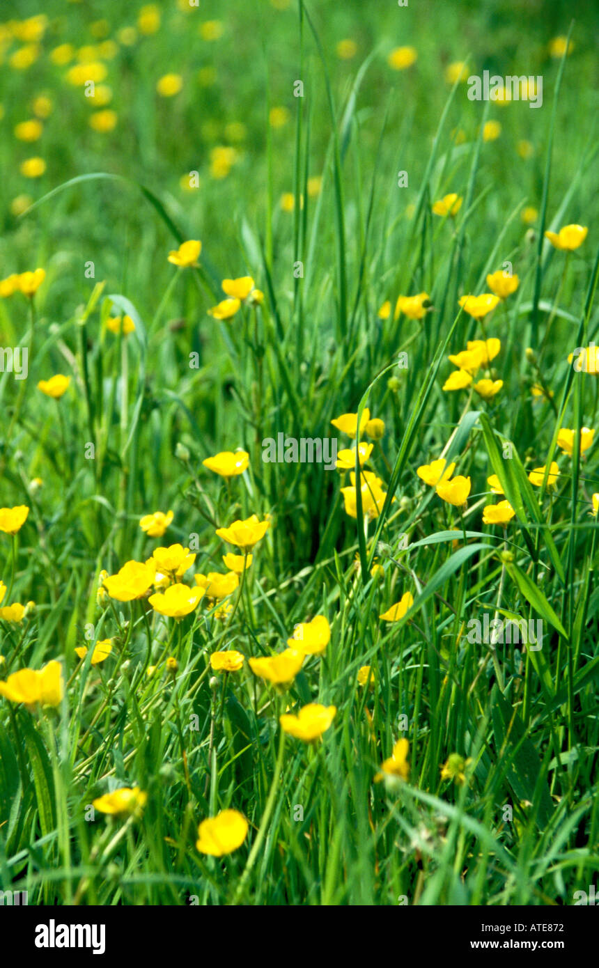 Buttercups growing in an English field Stock Photo - Alamy