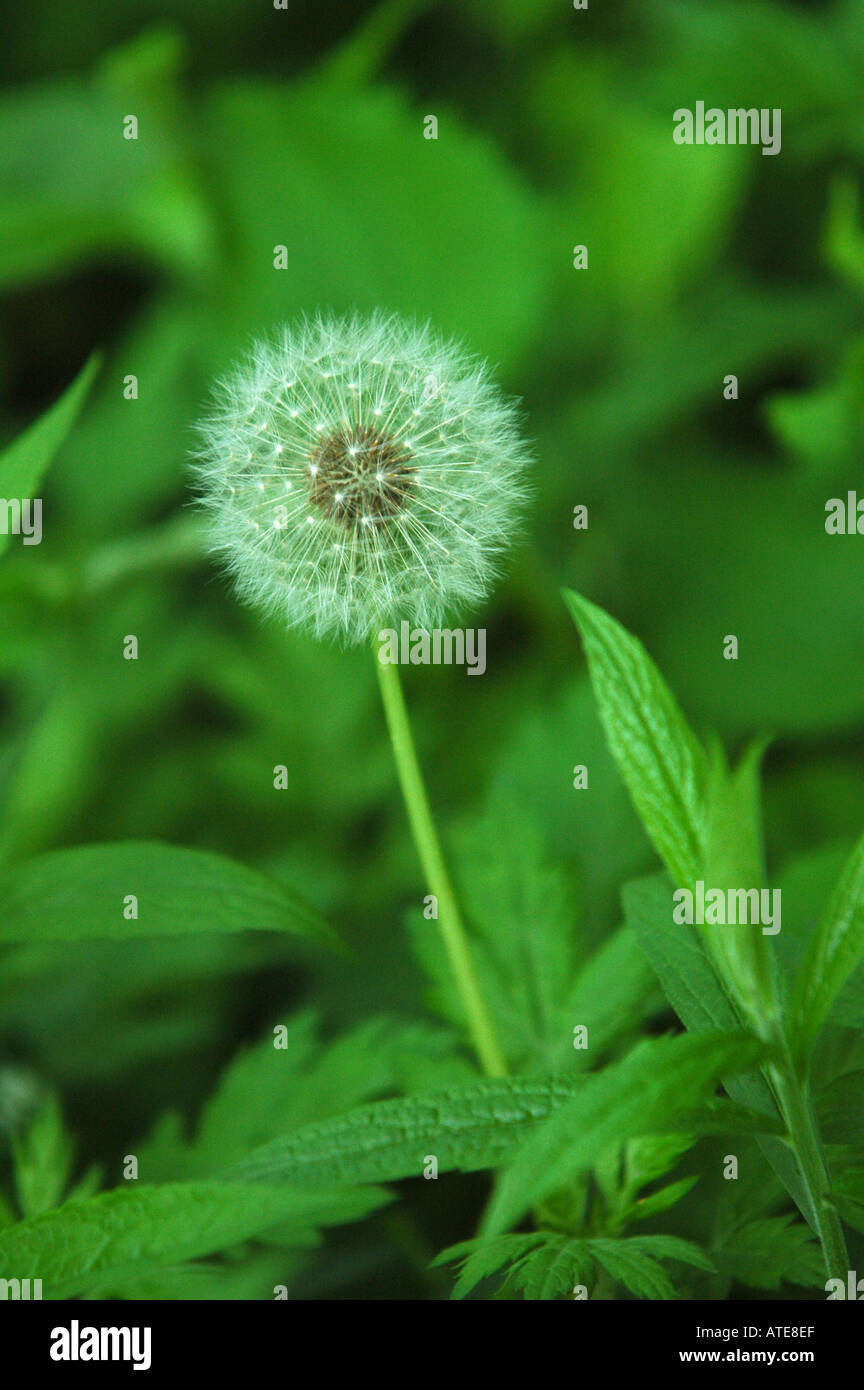 Weed dandilion hi-res stock photography and images - Alamy