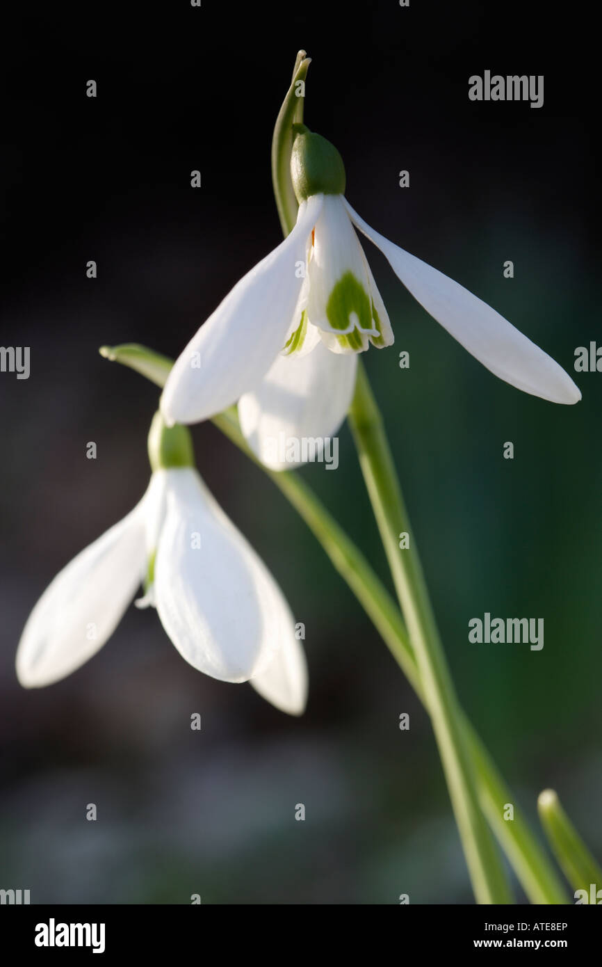 Perfume winter flowers hi-res stock photography and images - Alamy