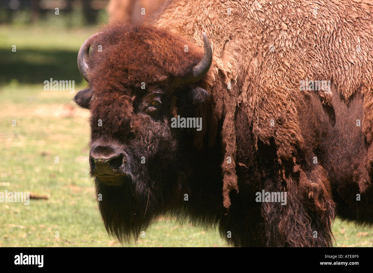 North American Bison buffalo Stock Photo - Alamy